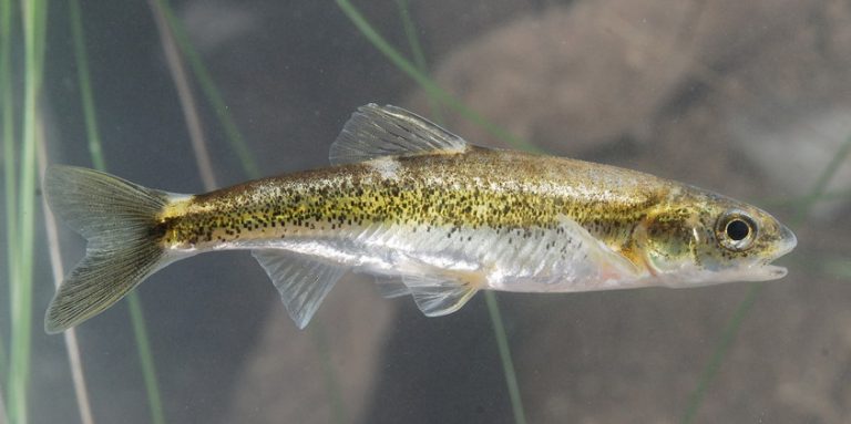 Spring Creek is home for endangered fish species - Sedona Red Rock News