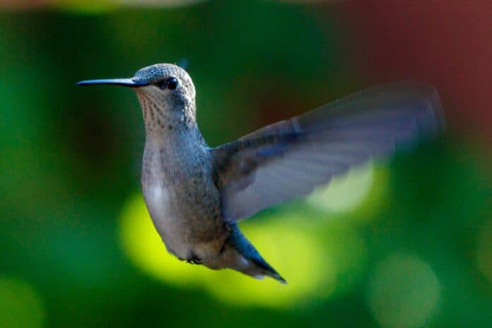 Beth Kingsley Hawkins continues legacy with hummingbirds - Sedona Red ...
