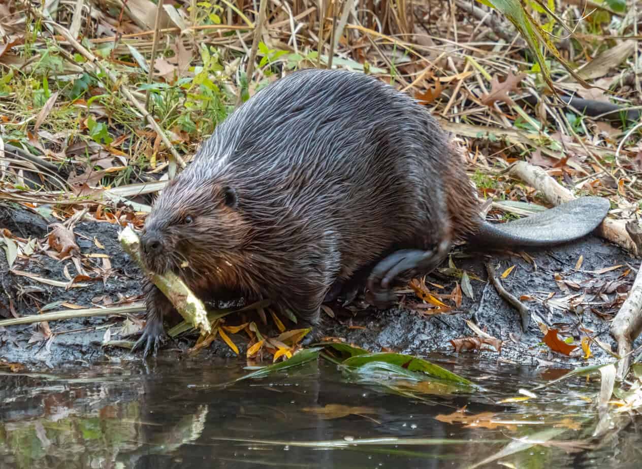 Beaver Seeker seeks seekers - Sedona Red Rock News